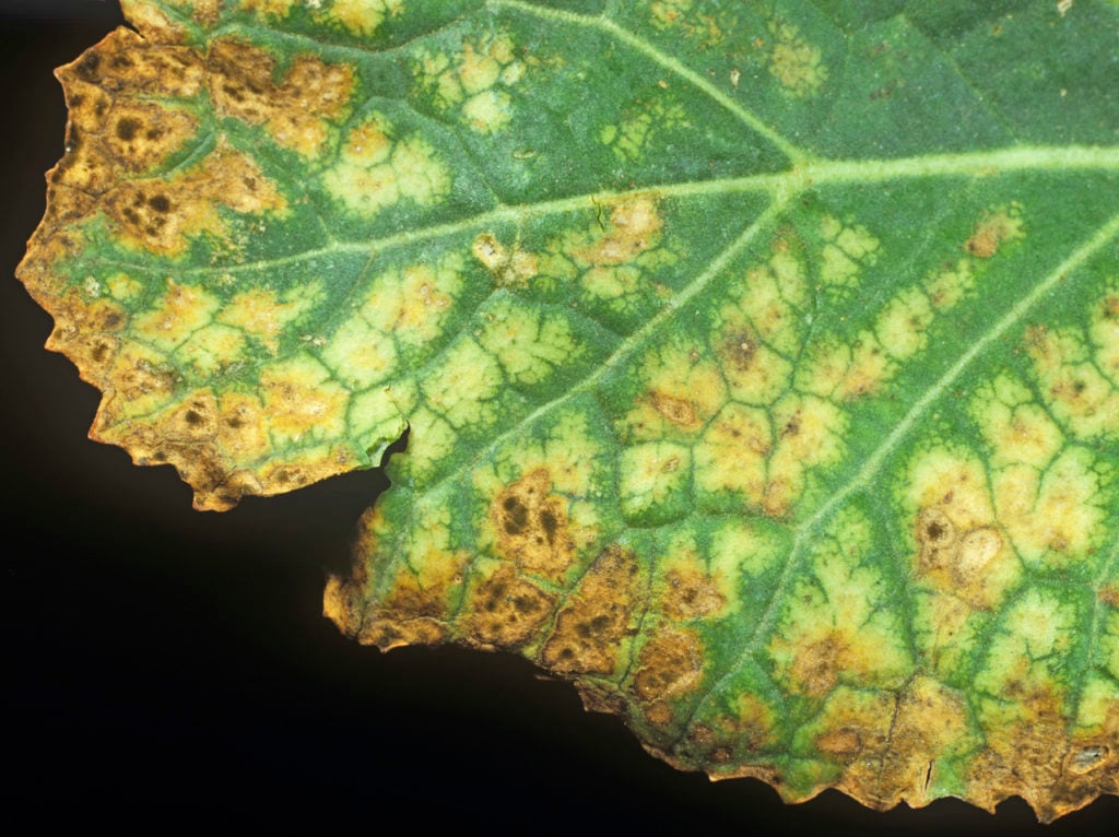 Deficiencia de Nutrientes Comunes en las Plantas (II): escasez de ...
