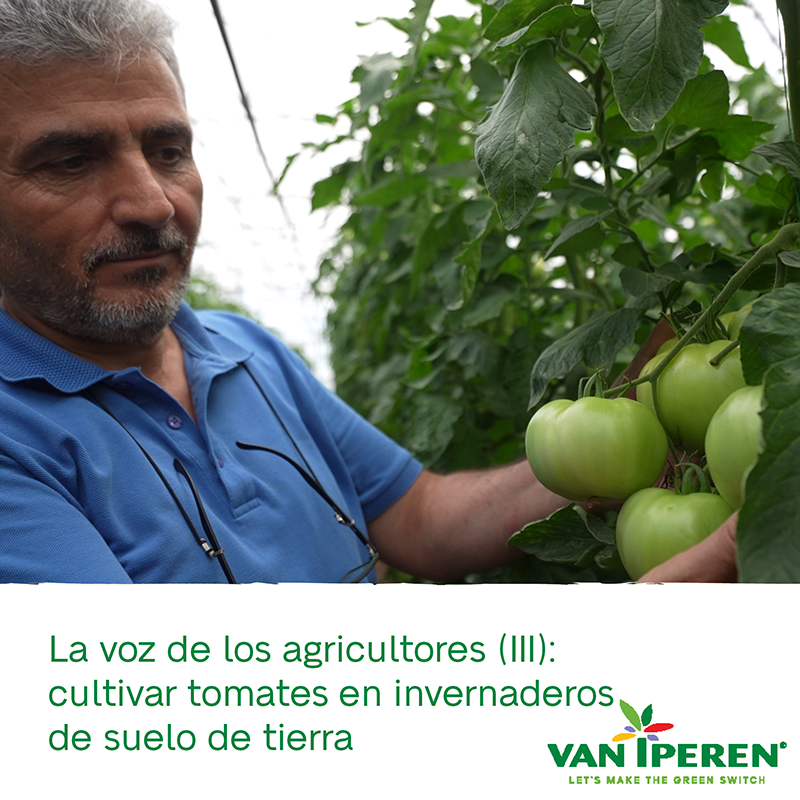 La Voz de los Agricultores (III): cultivar Tomates en Invernaderos de ...
