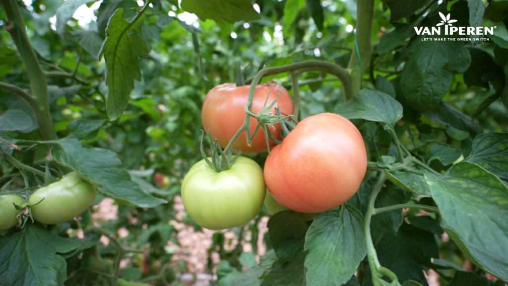 La Voz de los Agricultores (III): cultivar Tomates en Invernaderos de ...