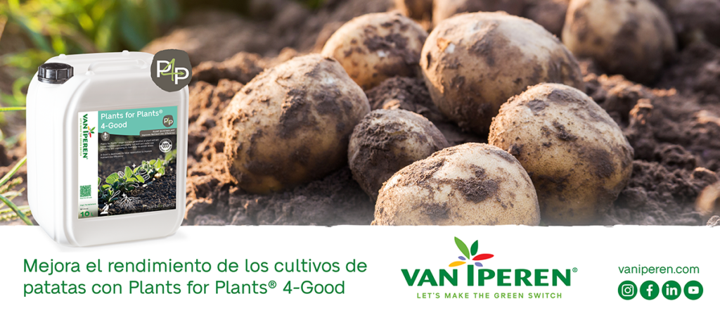 Mejorando la Nutrición y el Rendimiento de los Cultivos de Patatas con ...