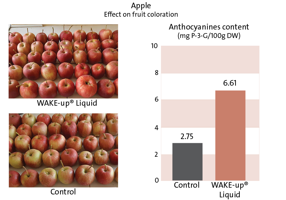 GR-apple-effect-on-fruit-coloration-wake-up - Van Iperen France