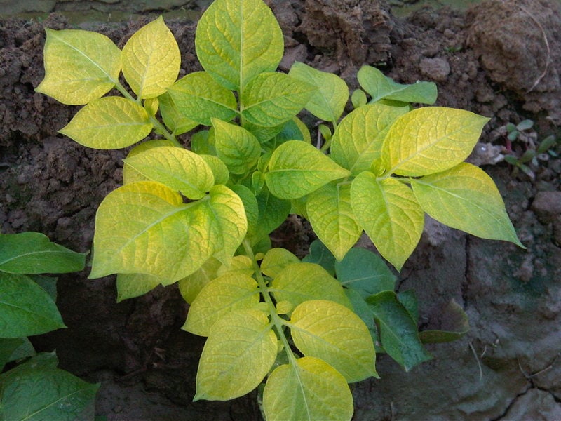 Carences Courantes en Nutriments chez les Plantes (I) : Azote ...