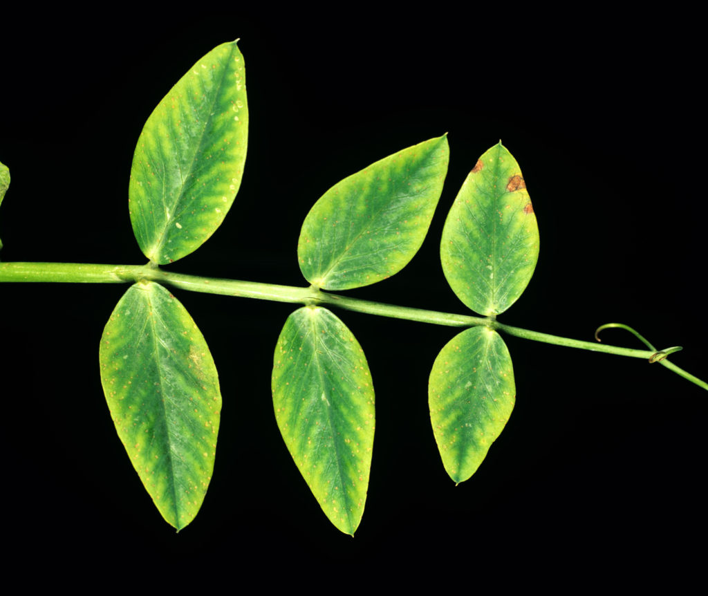 Oligoéléments dans la Nutrition des Plantes (II) : Carences en Zinc et ...