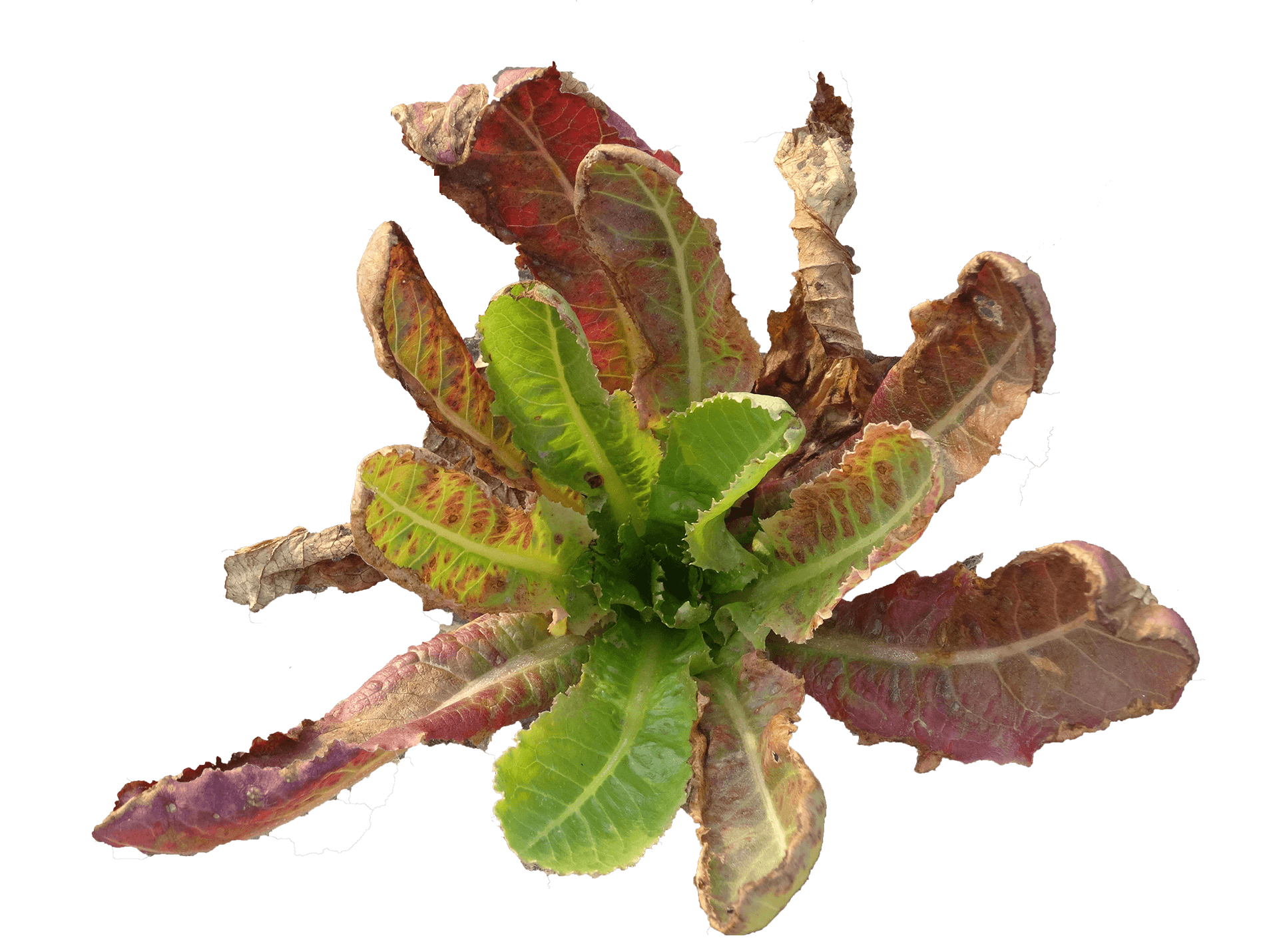 Lettuce with Nutrient deficiency-LR - Van Iperen International