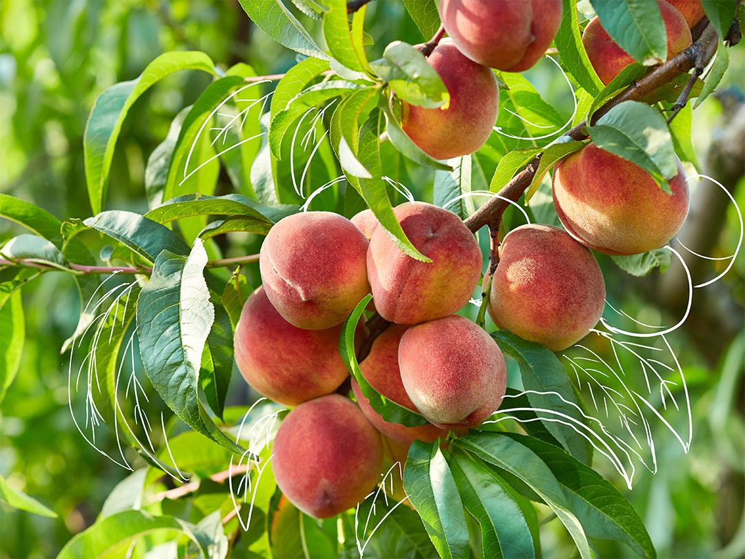 peach plant performance - small - Van Iperen International