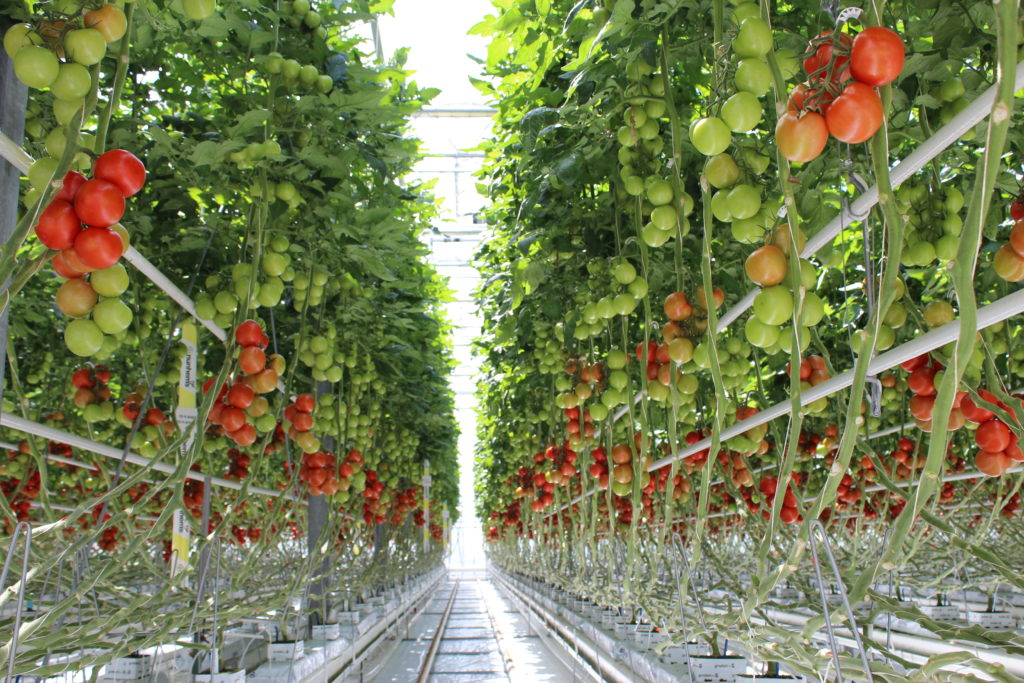 Greenhouse farming in North America - Van Iperen International