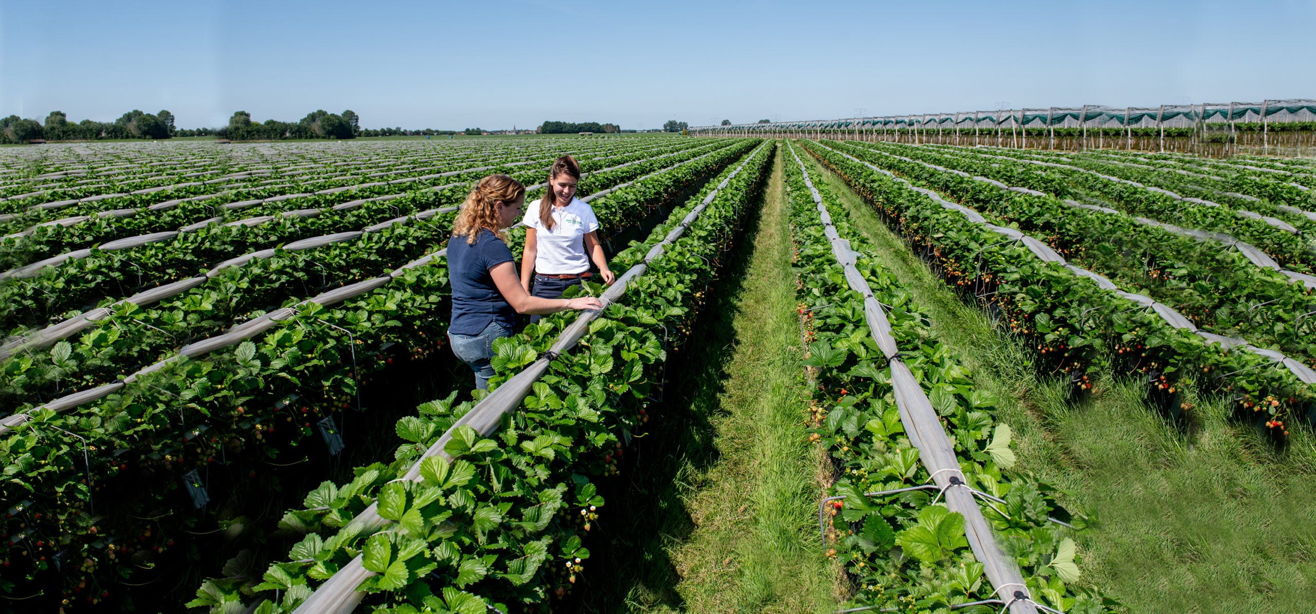 Van Iperen International | Specialty Fertilizers and Biostimulants