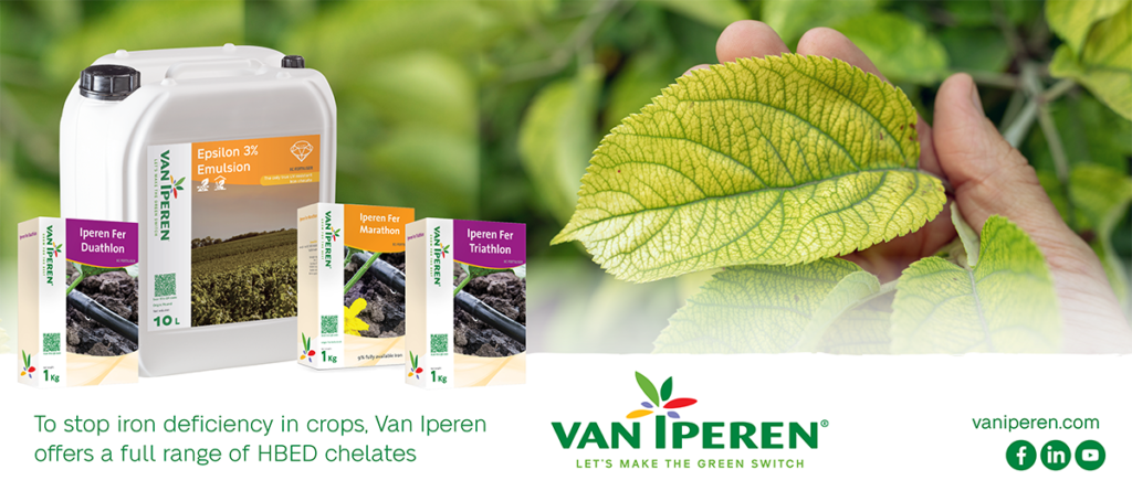 Why Iron (Fe) is an Essential Micronutrient for Plants? - Van Iperen ...