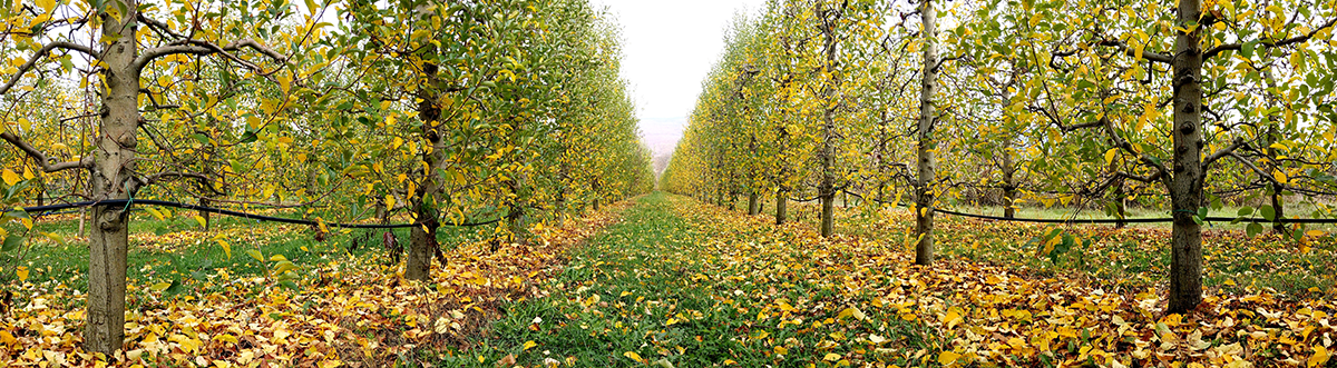 Post-harvest treatments orchards - Van Iperen International - Van ...