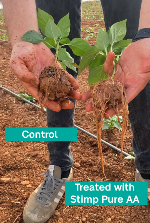 Tips for Transplanting Seedlings of Vegetable Crops - Van Iperen ...