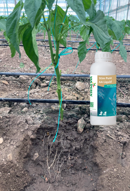 Tips for Transplanting Seedlings of Vegetable Crops - Van Iperen ...