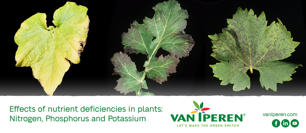 Common Nutrients Deficiencies in Plants (I): Nitrogen, Potassium and ...