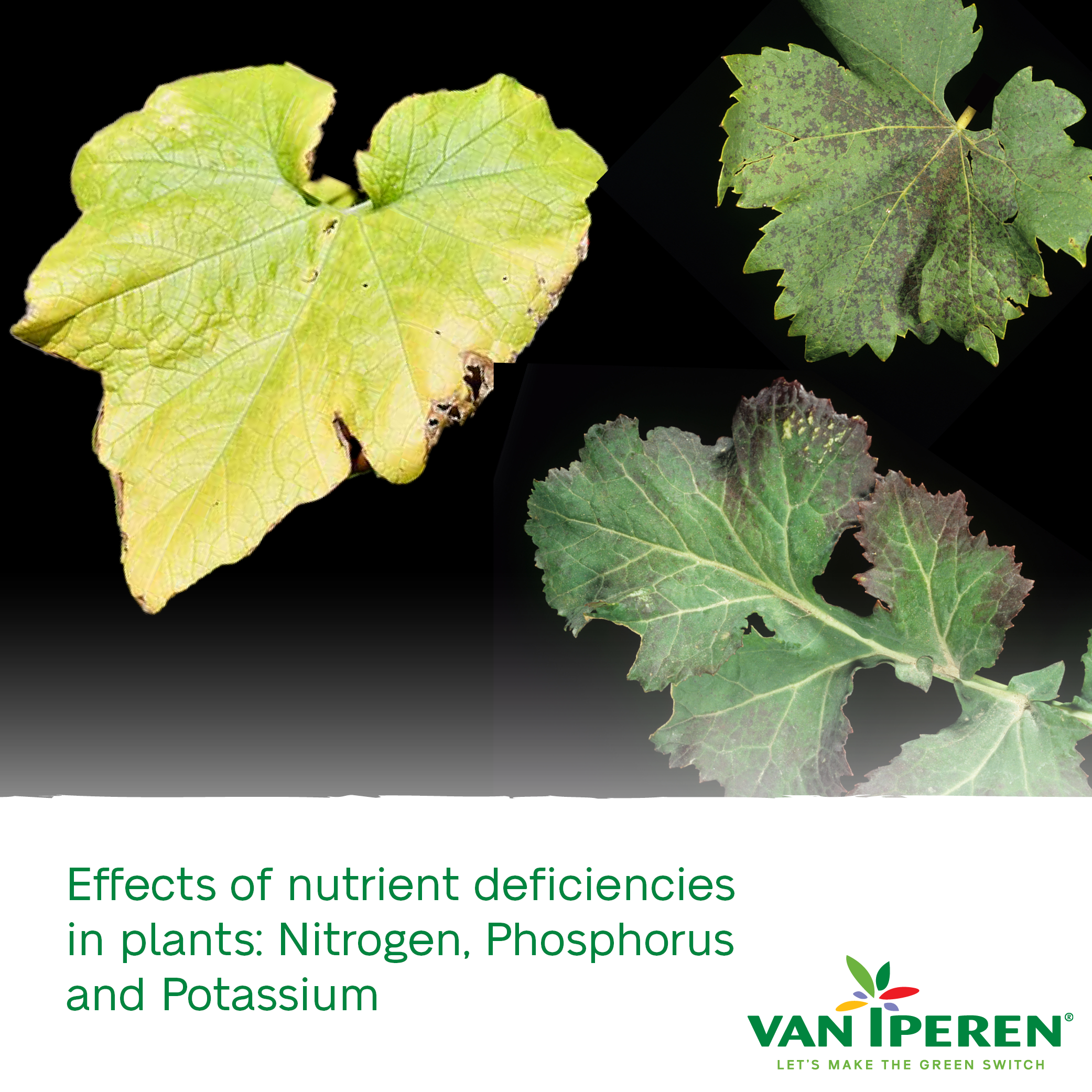 Potassium Deficiency In Plants