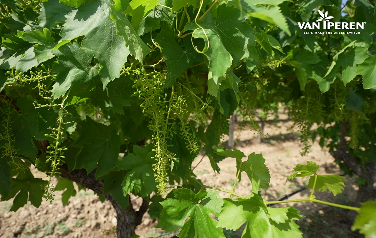The Voice of Growers (II): the Impacts of Abiotic Stress on Grape ...