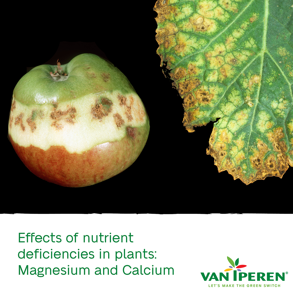 Calcium And Magnesium Deficiency In Plants At Joan Fleming Blog