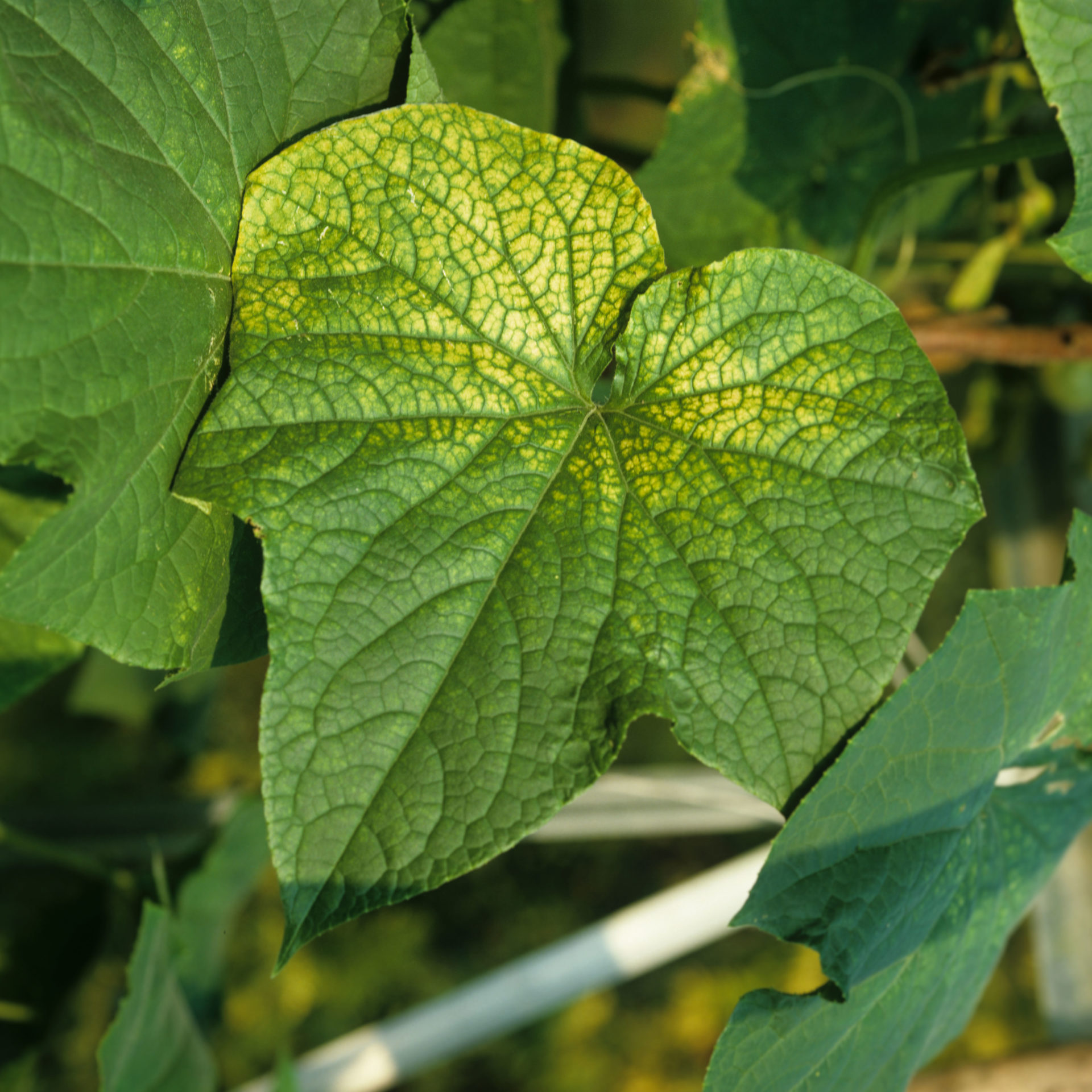 Trace Elements in Plant Nutrition (II): Zinc and Manganese Deficiencies ...