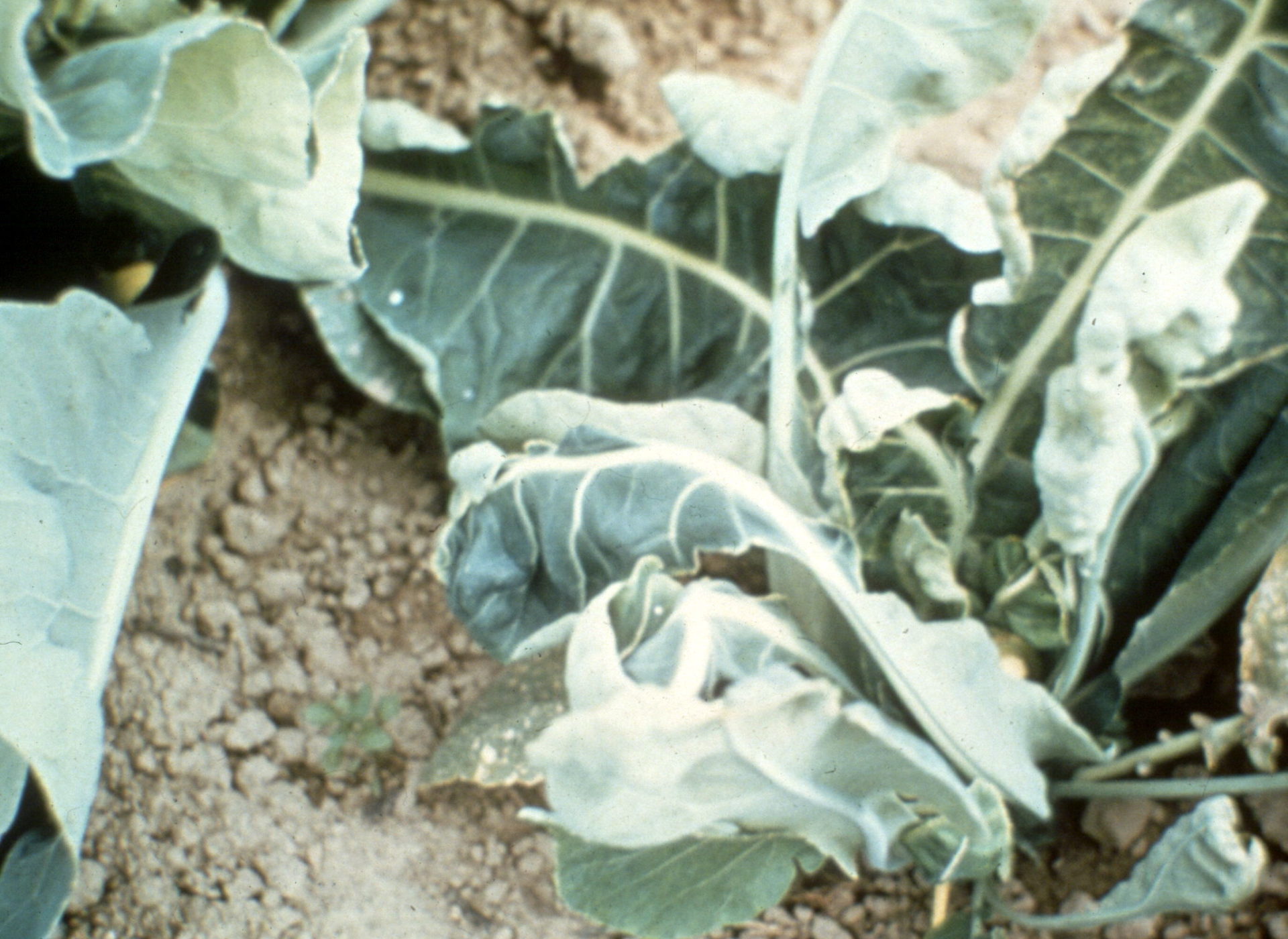 Trace Elements in Plant Nutrition (I): Boron and Molybdenum ...