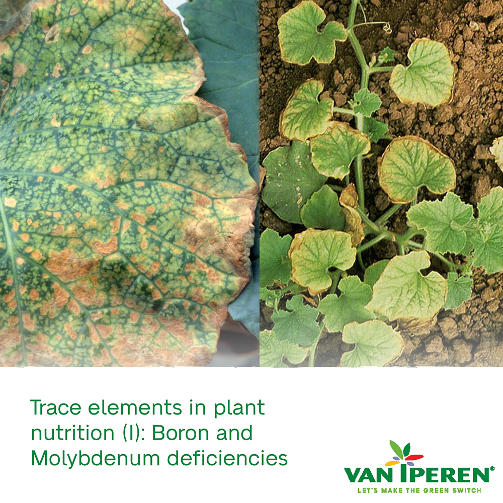 Boron Deficiency In Plants