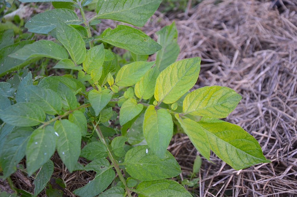 Trace Elements in Plant Nutrition (III): Iron Deficiency - Van Iperen ...