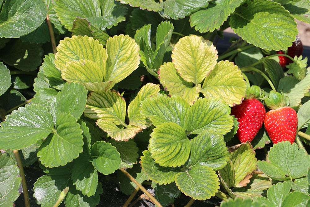 Trace Elements in Plant Nutrition (III): Iron Deficiency - Van Iperen ...