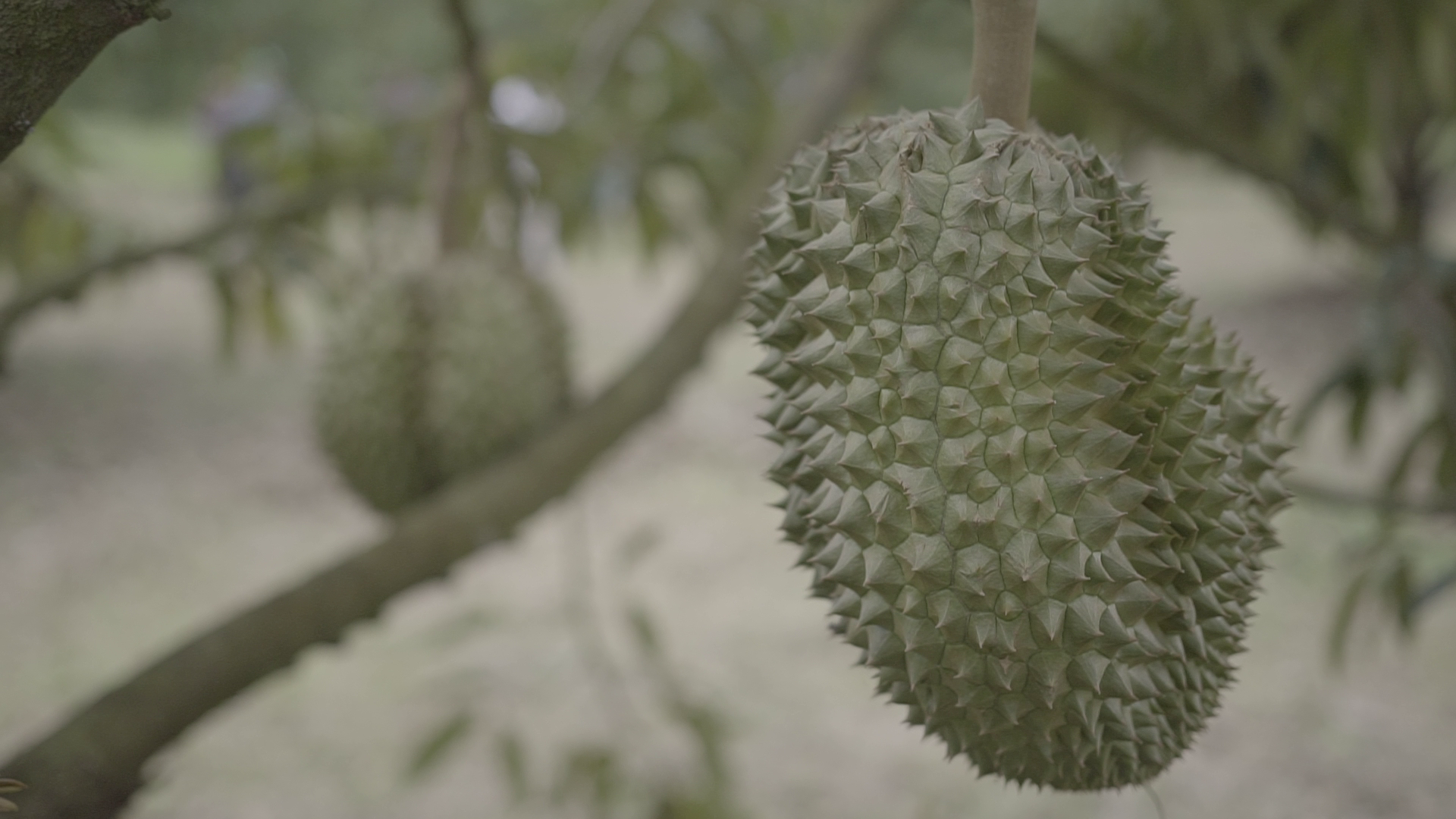 The voice of growers (V): Overcoming Durian Cultivation Challenges with ...