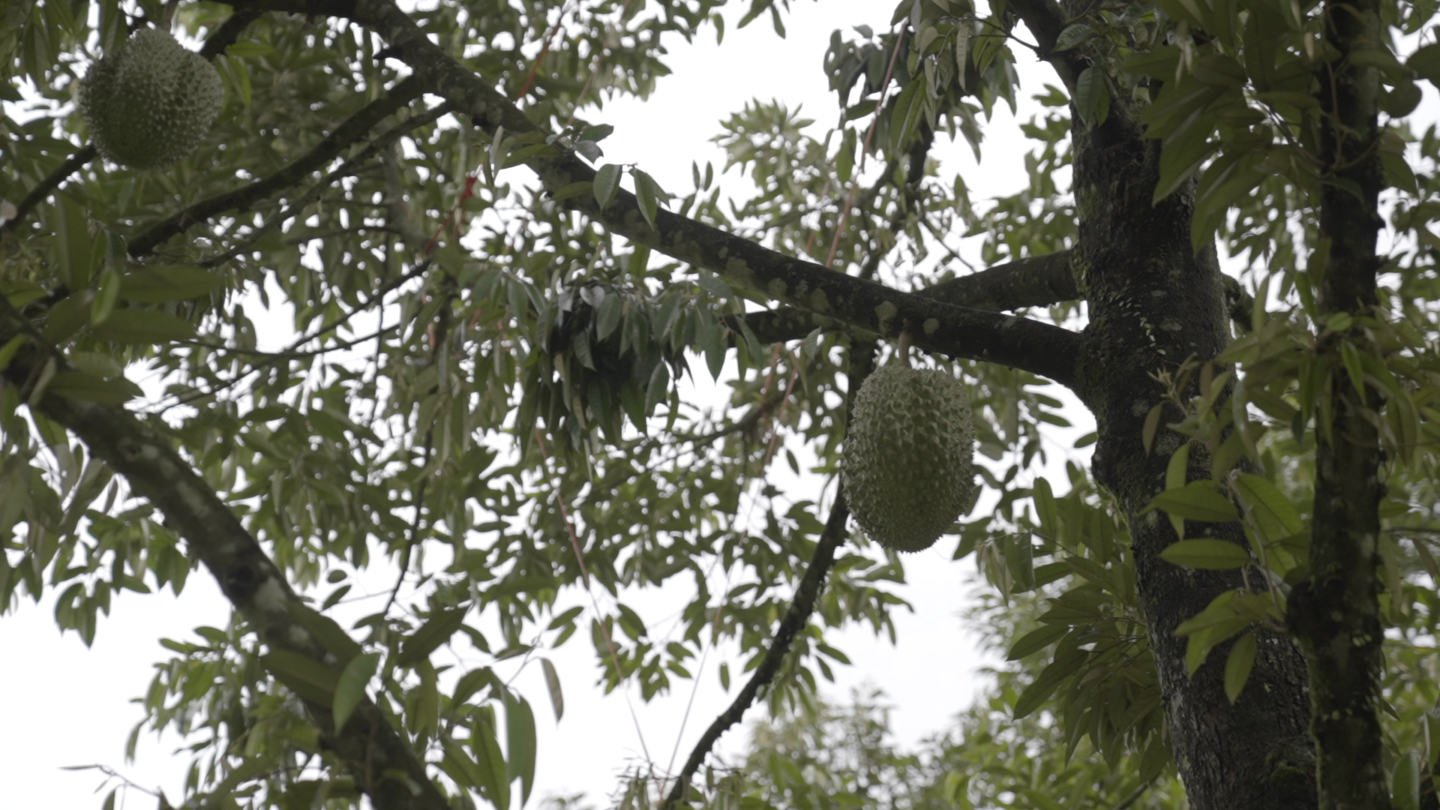 The voice of growers (V): Overcoming Durian Cultivation Challenges with ...