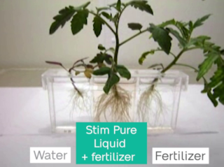 Stim Pure Liquid: Boosting Root Development with Ascophyllum Nodosum ...