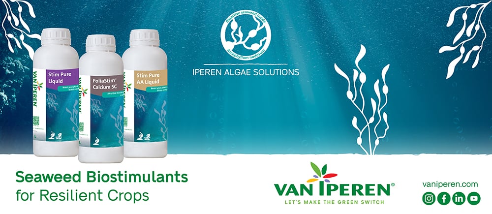 Seaweed Biostimulants for Resilient Crops - Van Iperen International