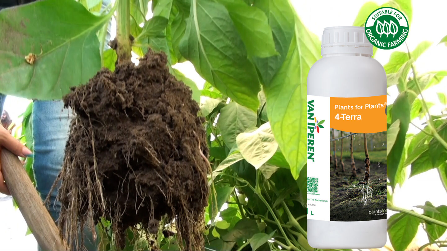 The Voice of Growers (VII): Improving Pepper Crop Performance with ...